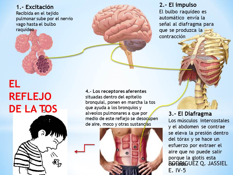 Materia de Fisiologia: La Tos