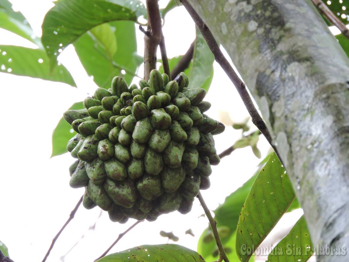 Anón | Annona squamosa