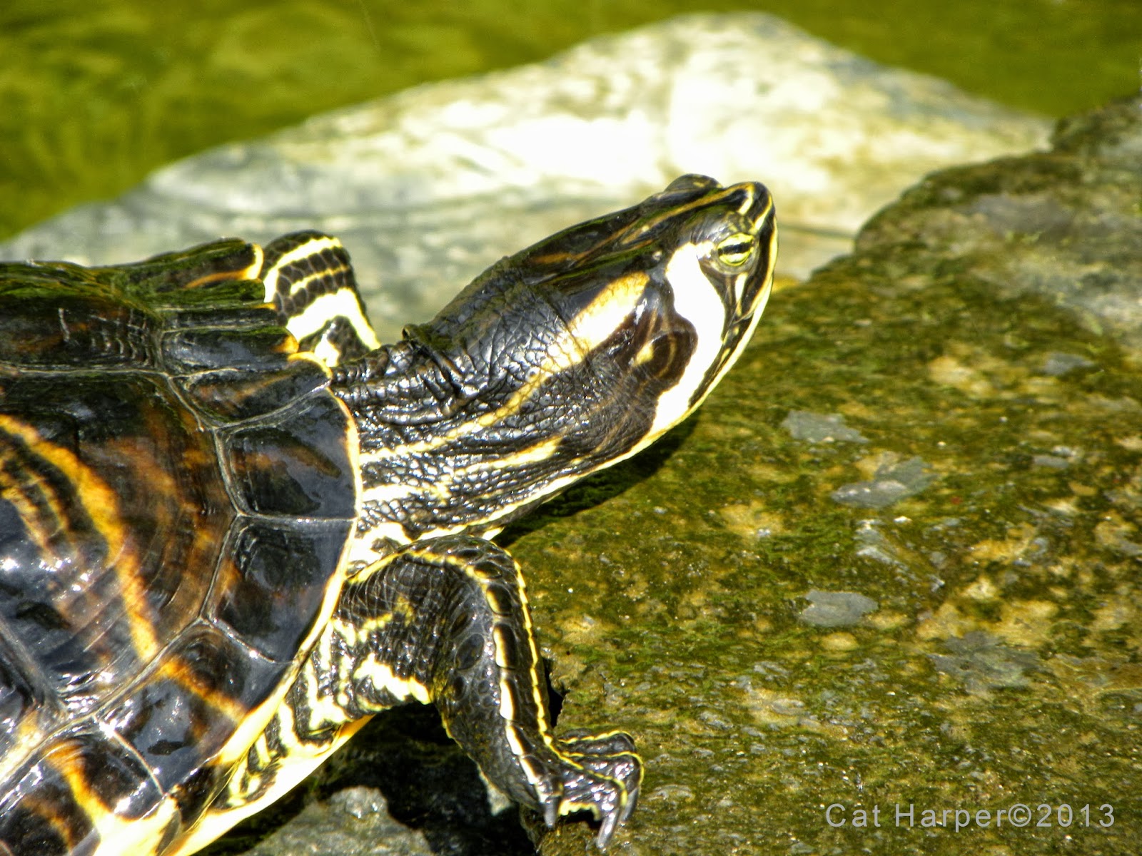 Shutterbug Traveler: Villa Carlotta, Lake Como, Italy