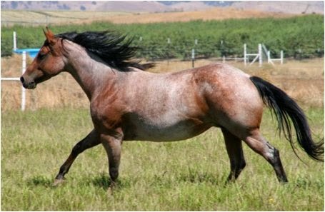 Hope and Horses: Horse Coat Colors: Roan