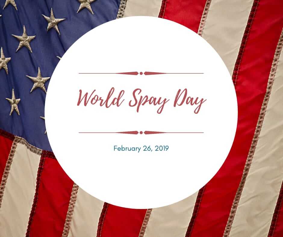 World Spay Day 2020- Here's All you need to Know About | World Spay Day