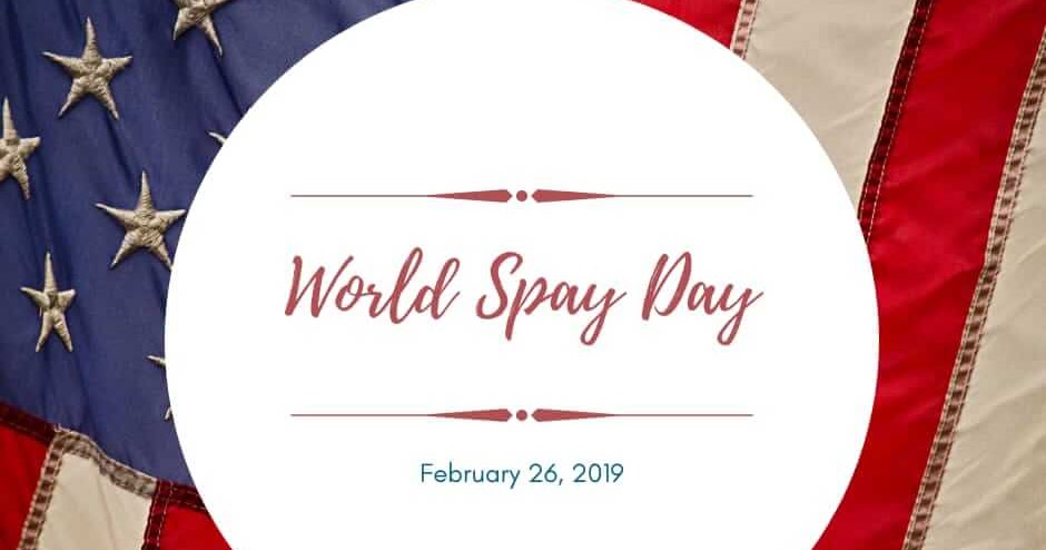 World Spay Day 2020- Here's All you need to Know About | World Spay Day
