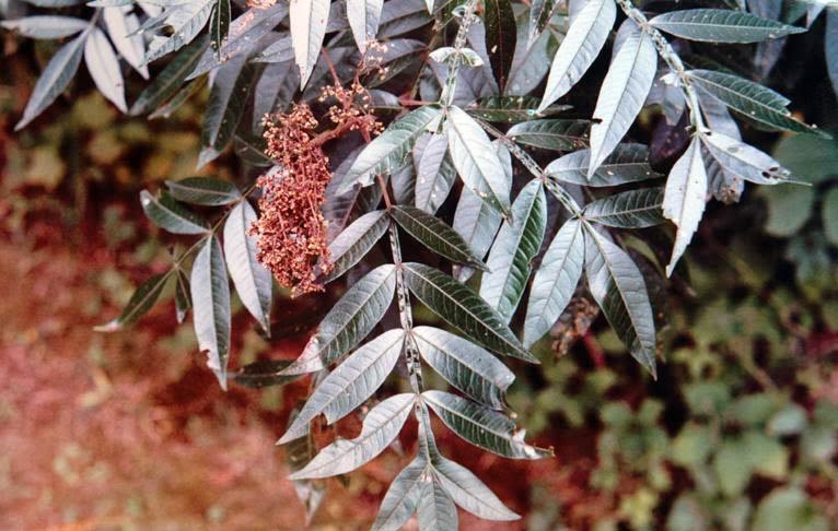 Field Biology in Southeastern Ohio: Sumacs of Ohio