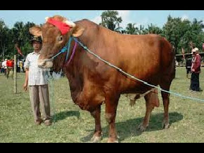 Sapi Terbesar di Indonesia Jenis Limosin - Aqiqah dan Qurban