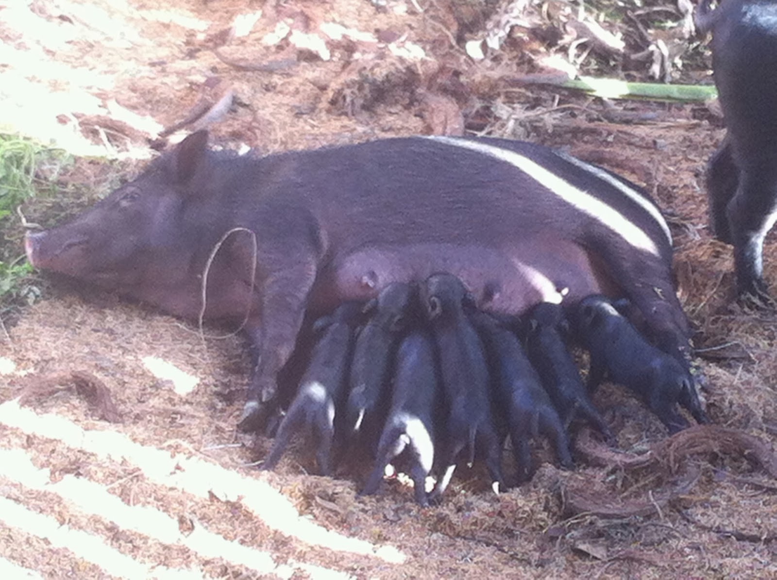 BABOY-RAMO! : Madre con hijos