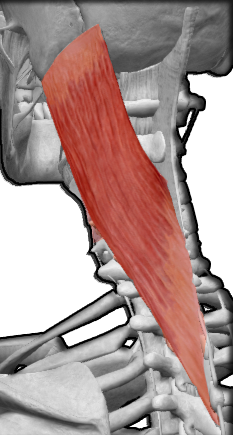 musculo esplenio de la cabeza