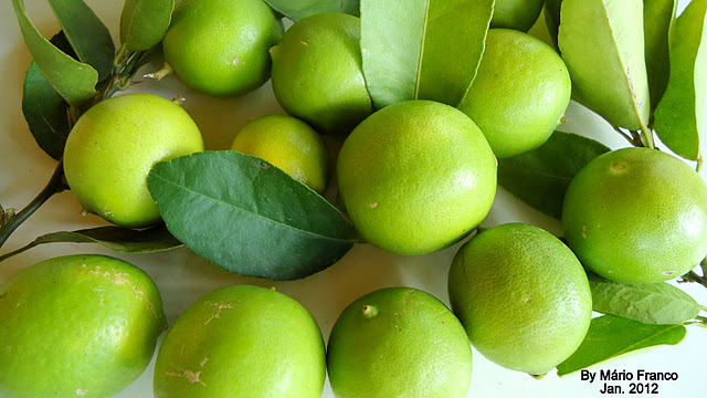 Meu Cantinho Verde: LIMÃO-GALEGO - ( Citrus aurantifolia )