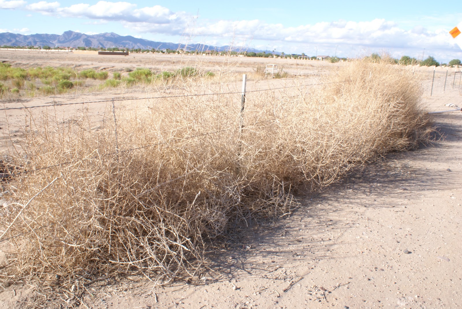 Day By Day: Tumbleweeds
