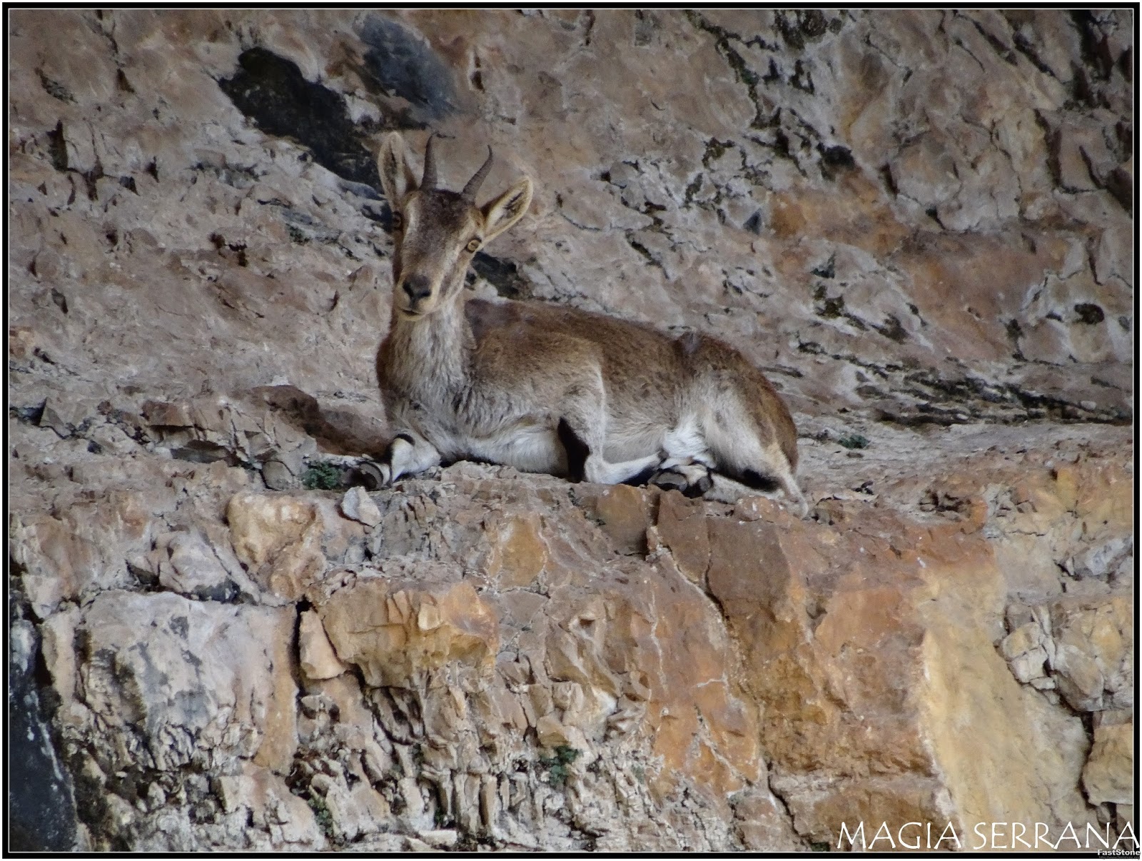 ANIMALES DE LA SERRANÍA DE CUENCA