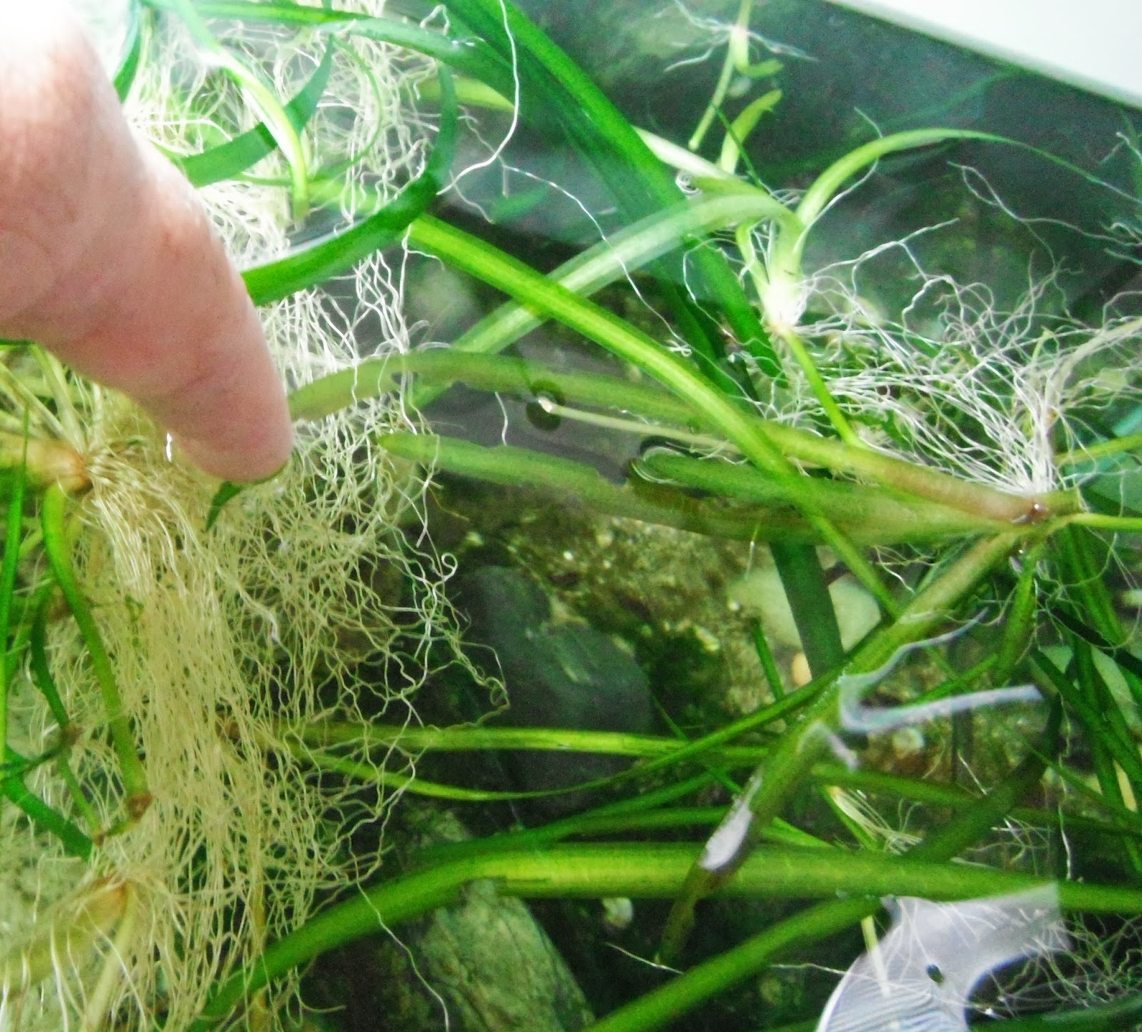 stormidae: fish eggs