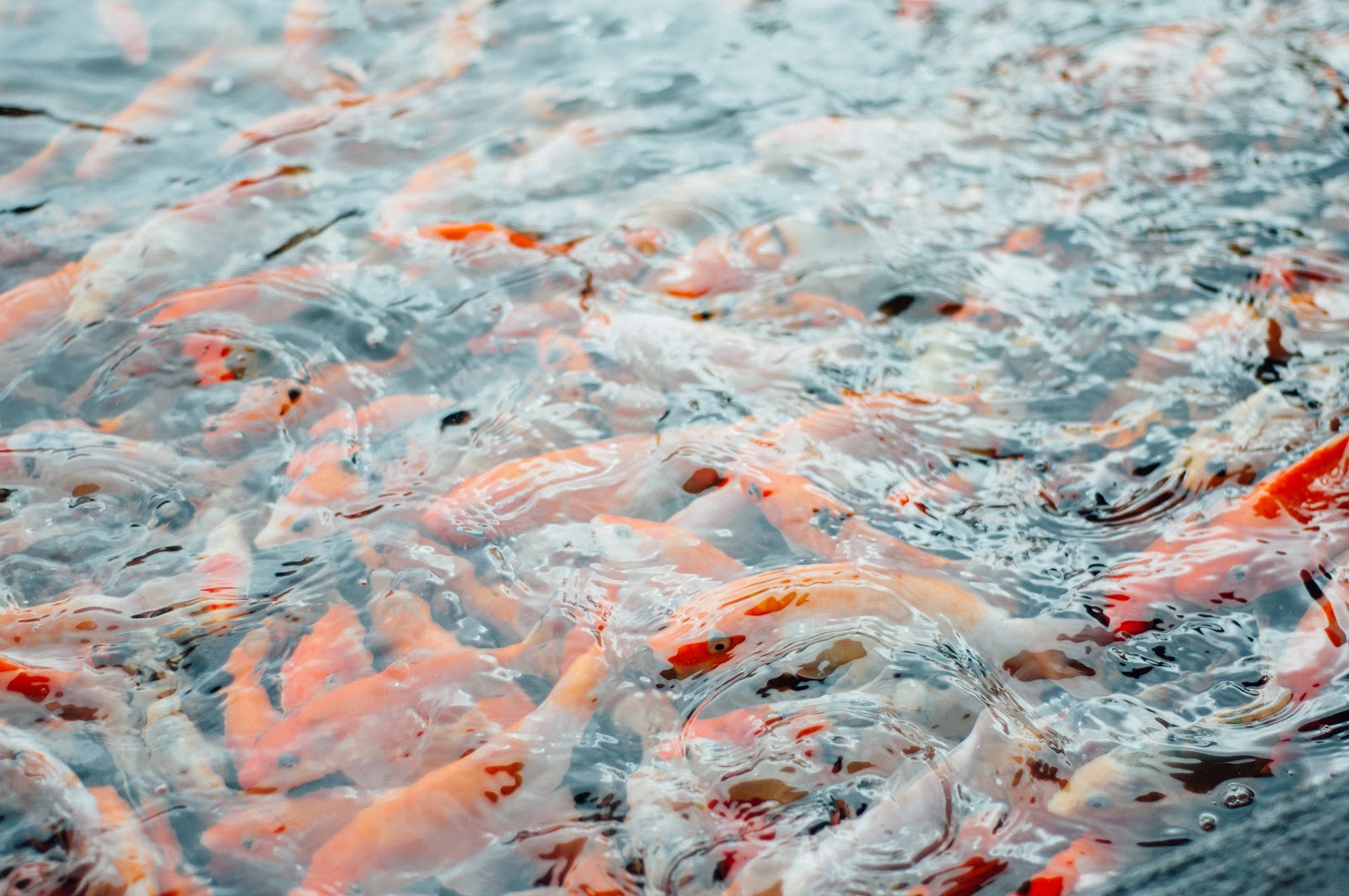 Discover Davao : Davao Crocodile Park - Ochi In The City