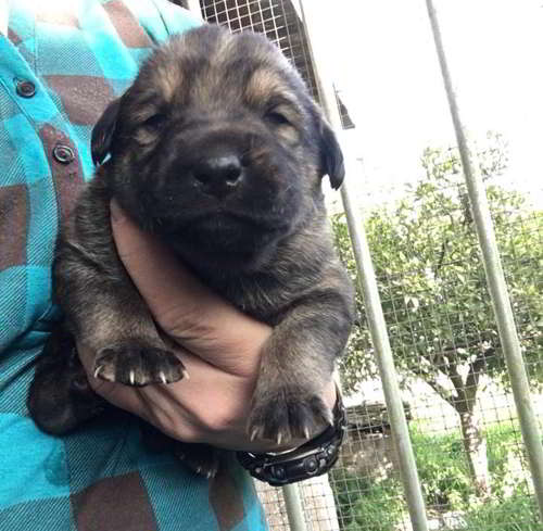 Mestizos de Pastor Alemán con Labrador en adopción - Murcia