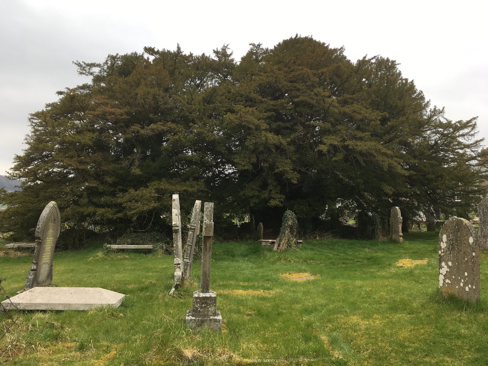 The History Girls: The Defynnog Yew, a remarkable tree! by Katherine ...