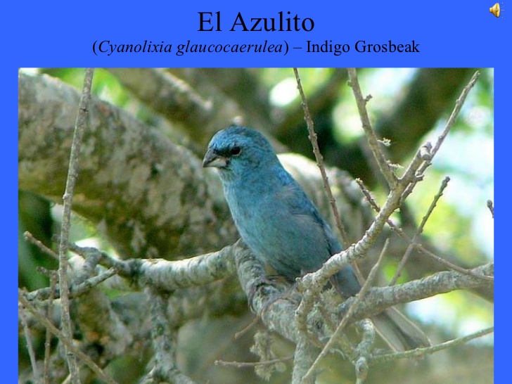 Uruguay y sus curiosidades-Uruguay and its curiosities: EL AZULITO EN ...