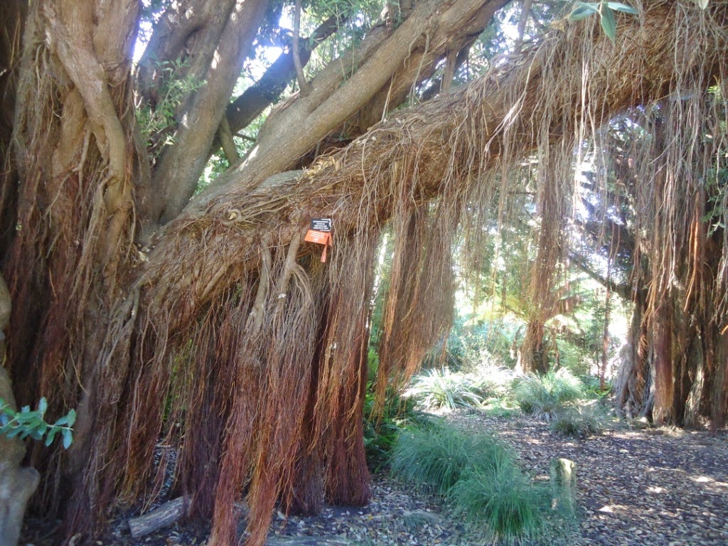 Spice of Life!: Roots