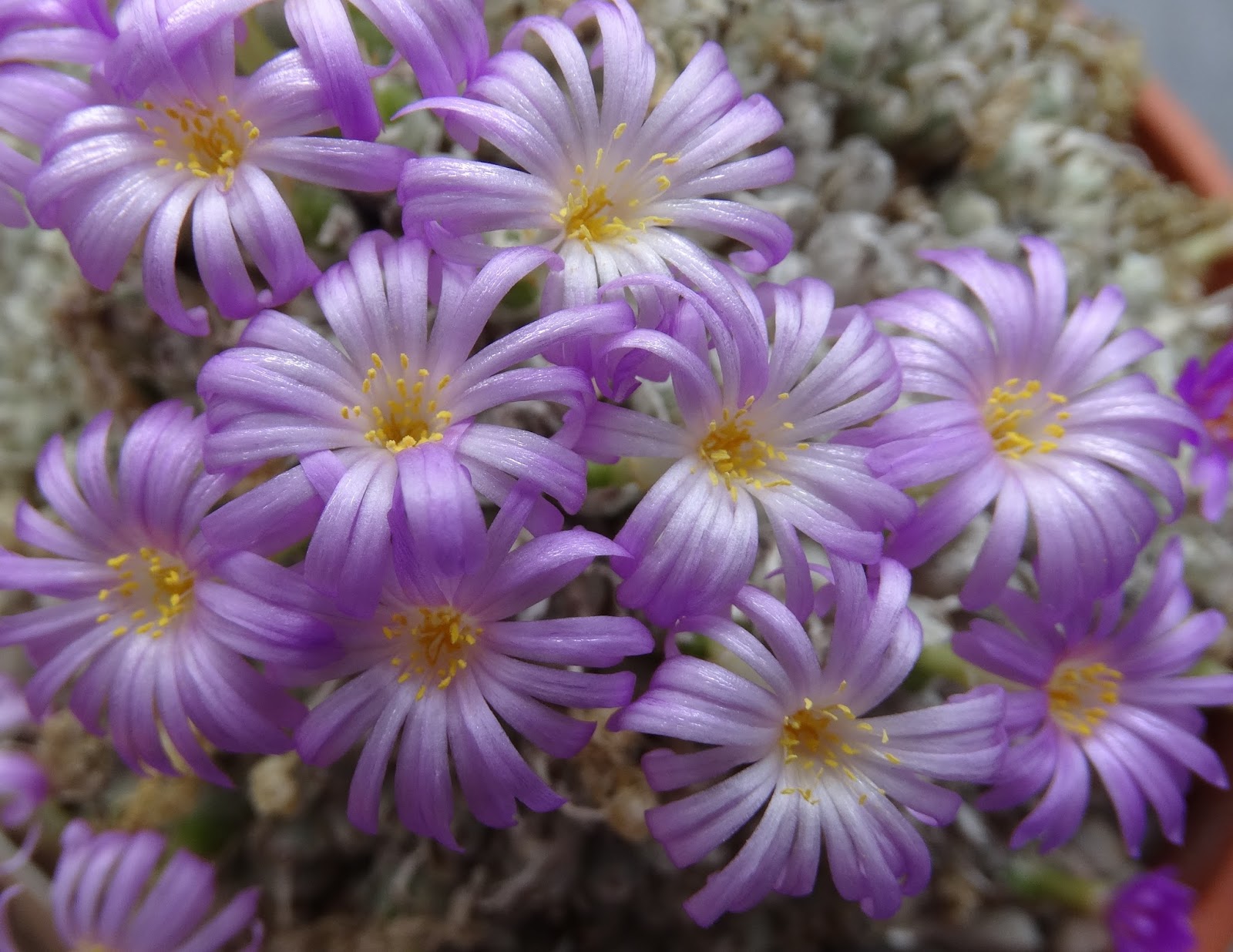 Succulent Sundae: CONOPHYTUM MARGINATUM KARAMOEPENSE