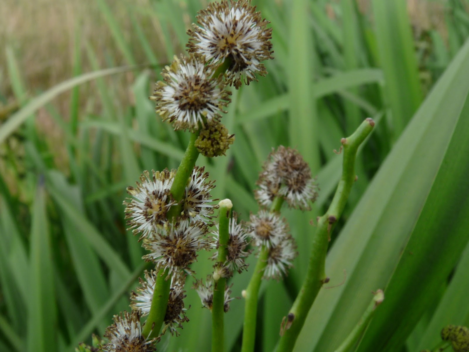 Abbey Meadows: Branched Bur-reed