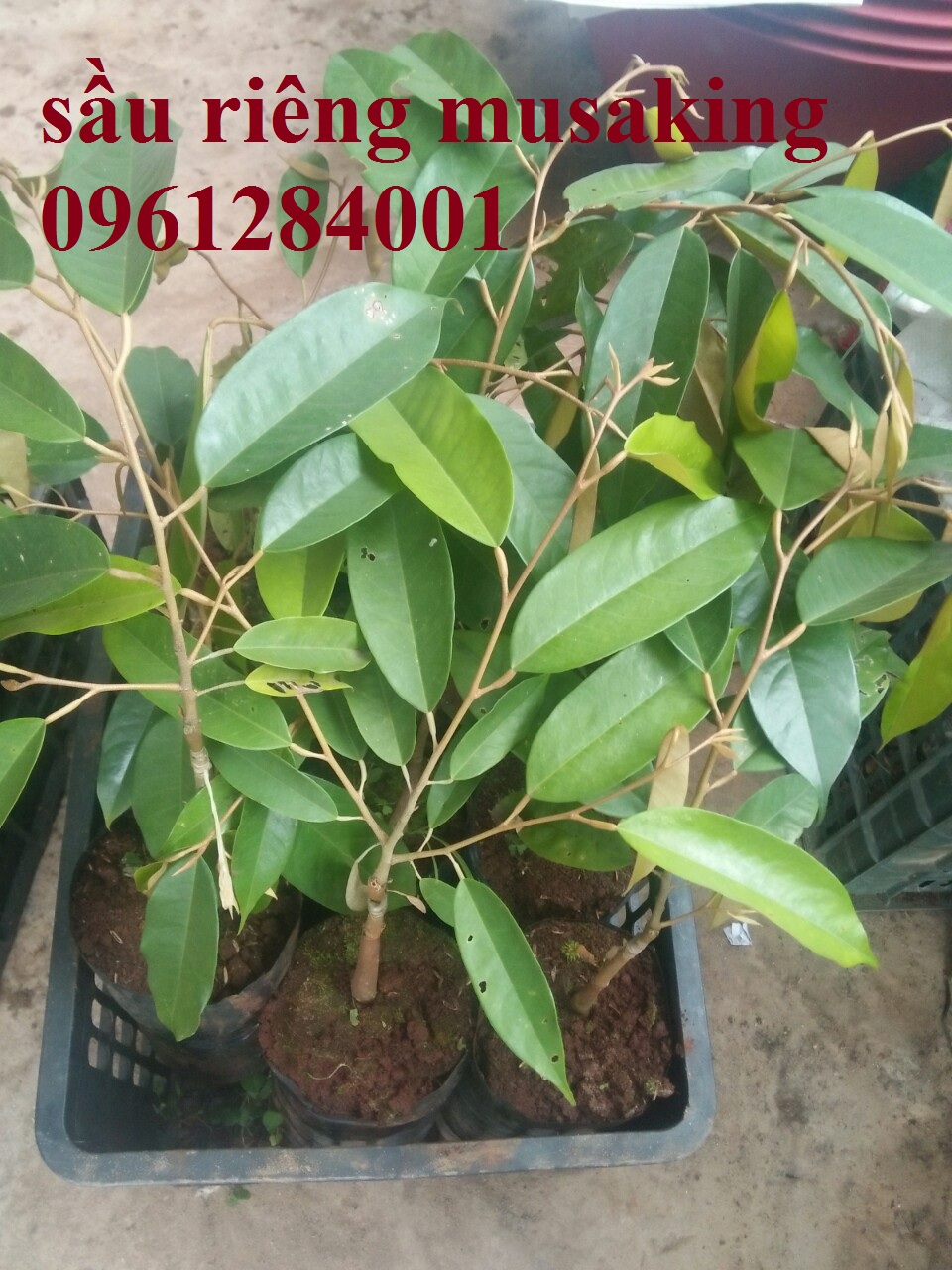 Sầu riêng Musaking, sầu riêng Musang King, sầu riêng Malaysia,giống cây ...