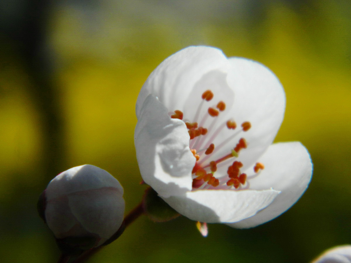 LA MULTI ANI, ROMANIA!: Alt pom inflorit