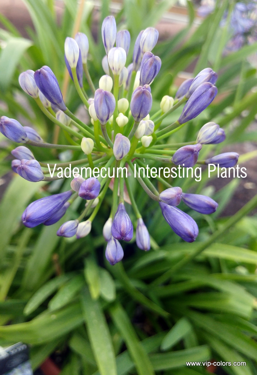 Vademecum Interesting Plants: Agapanthus - Agapant - (Afrikaanse lelie)