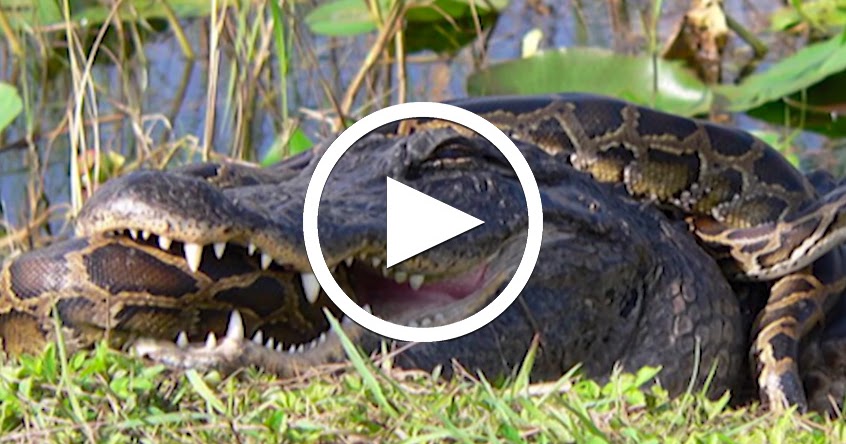 crocodile eating snake