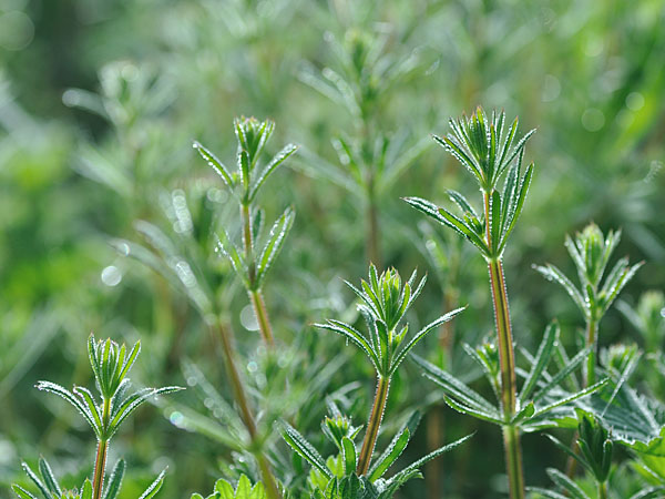 plantenwandeling: Glad walstro