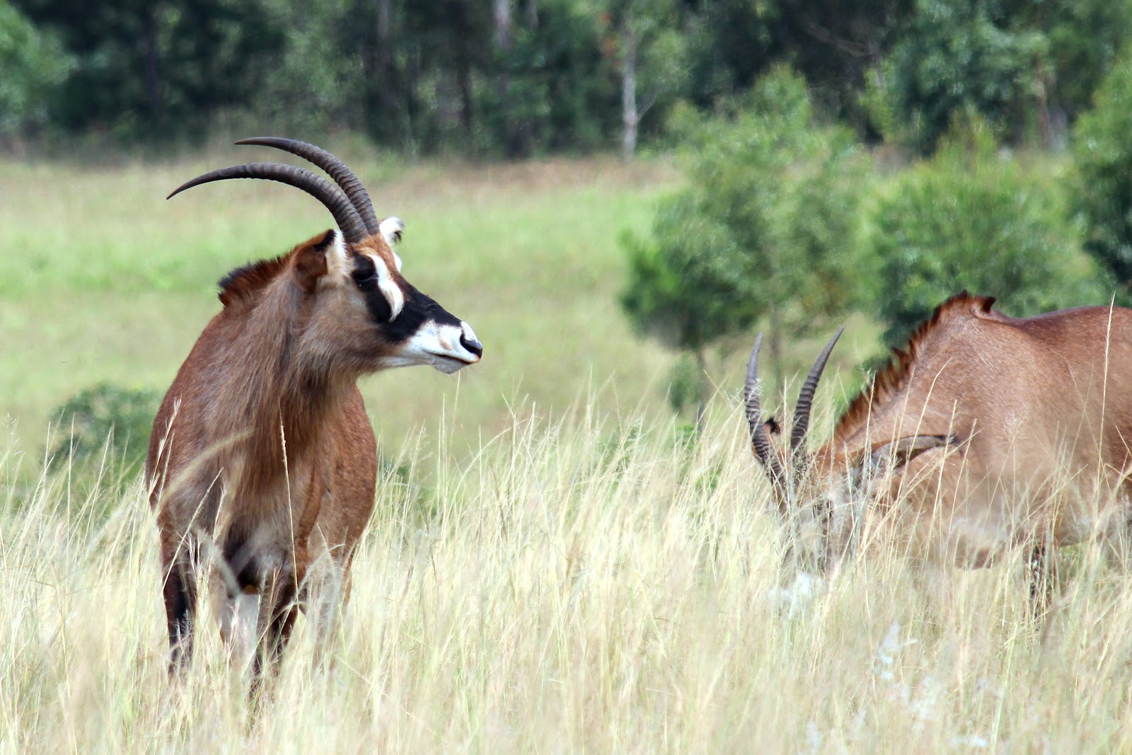 Gunderson Durban South Africa Mission: March: Molweni, Swaziland, YW Camp