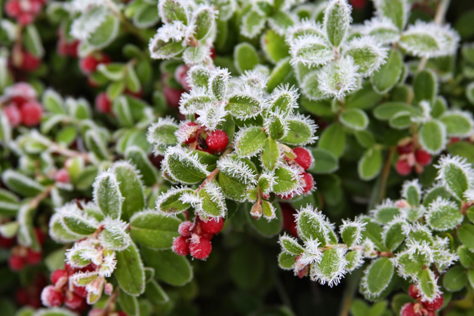 Growing lingonberries - Susan's in the Garden