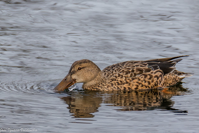 DocNatureBlog: Un bello pato con un pico muy adaptado. Cuchara común ...