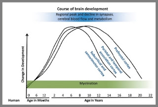 Head Truth: Synaptic Density Studies Contradict the Most Popular Memory ...
