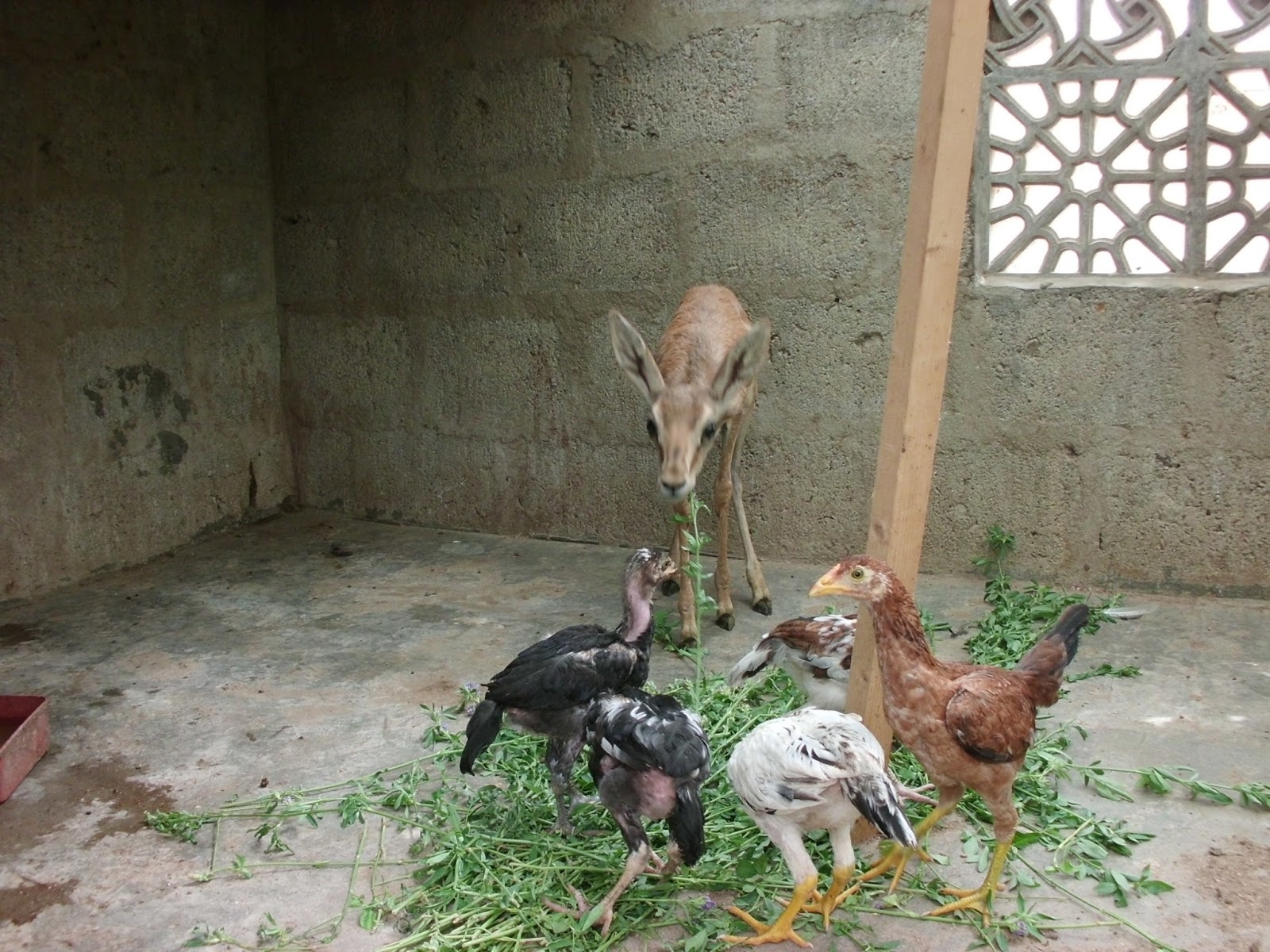 Chinkara Deer ~ ABDUL BASIT AND DANISH KAKAR BIRDS SHOP