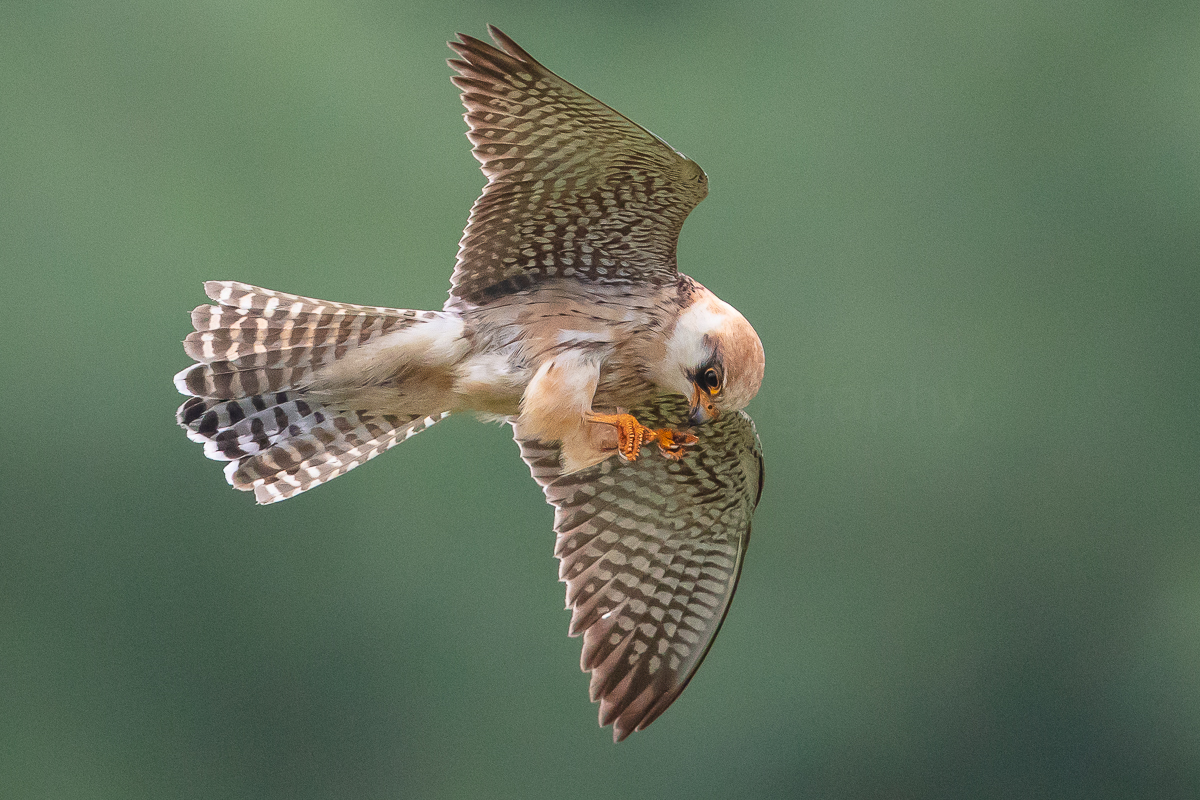 Colyton Wildlife: Red-footed Falcon INCREDIBLE views