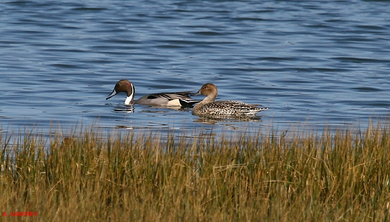 Aves de Aragón : Ánade rabudo