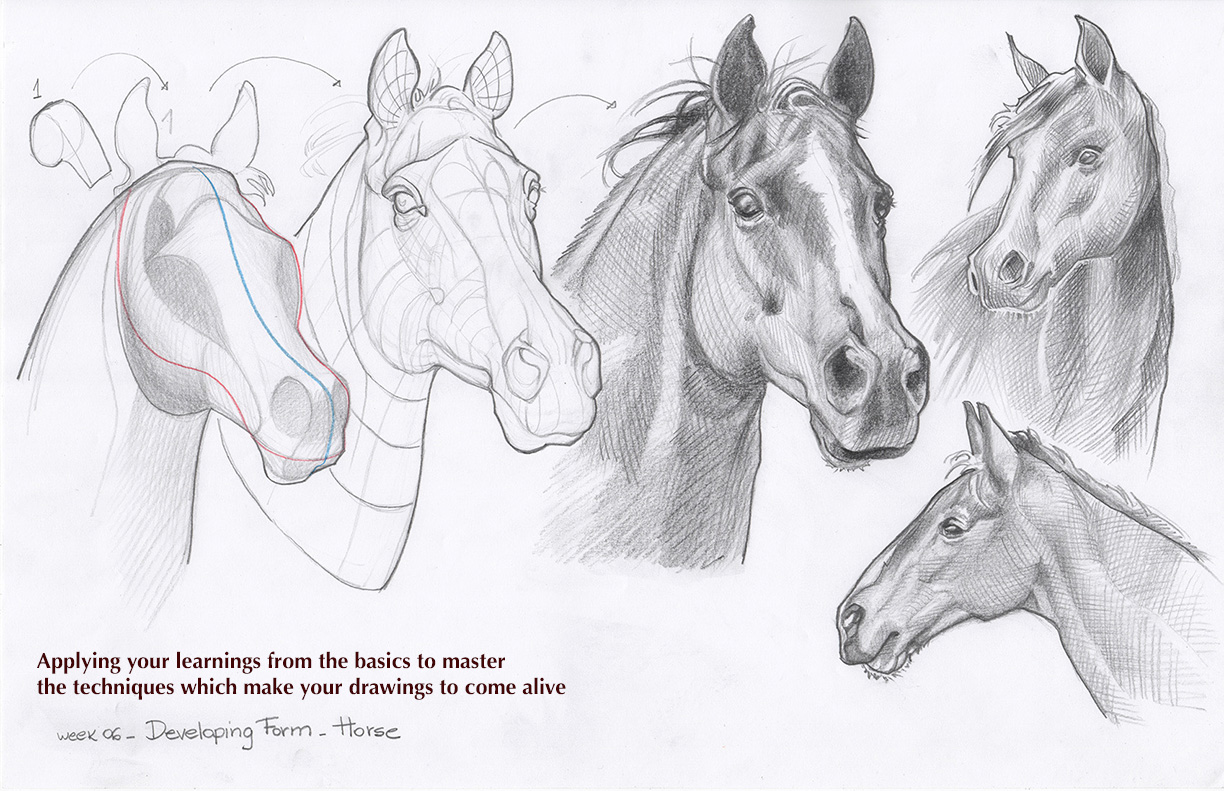 BASIC DRAWING PROGRAM : CRIS DELARA