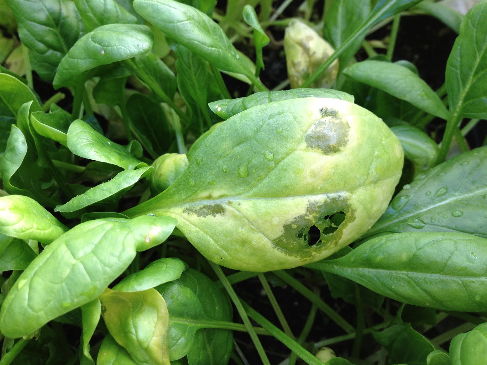 wintergreens: Peronospora farinosa - downy mildew