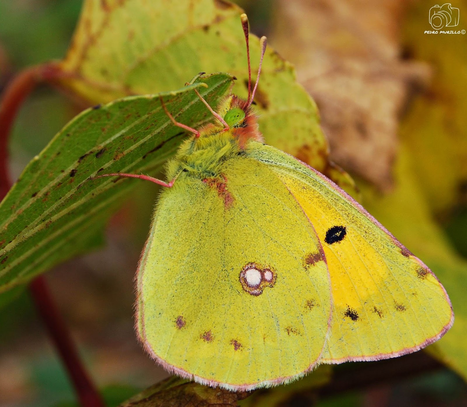 Las excursiones de Murillo "murillonature": Colia común (Colias crocea ...