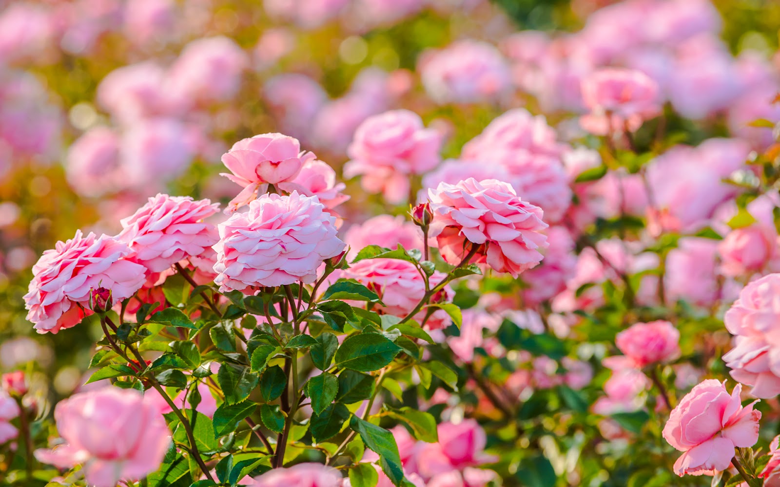 Paradise Roses in Bloom