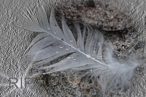 67 Not Out: The Perfect Day To Find A White Feather On Her Mother's Grave