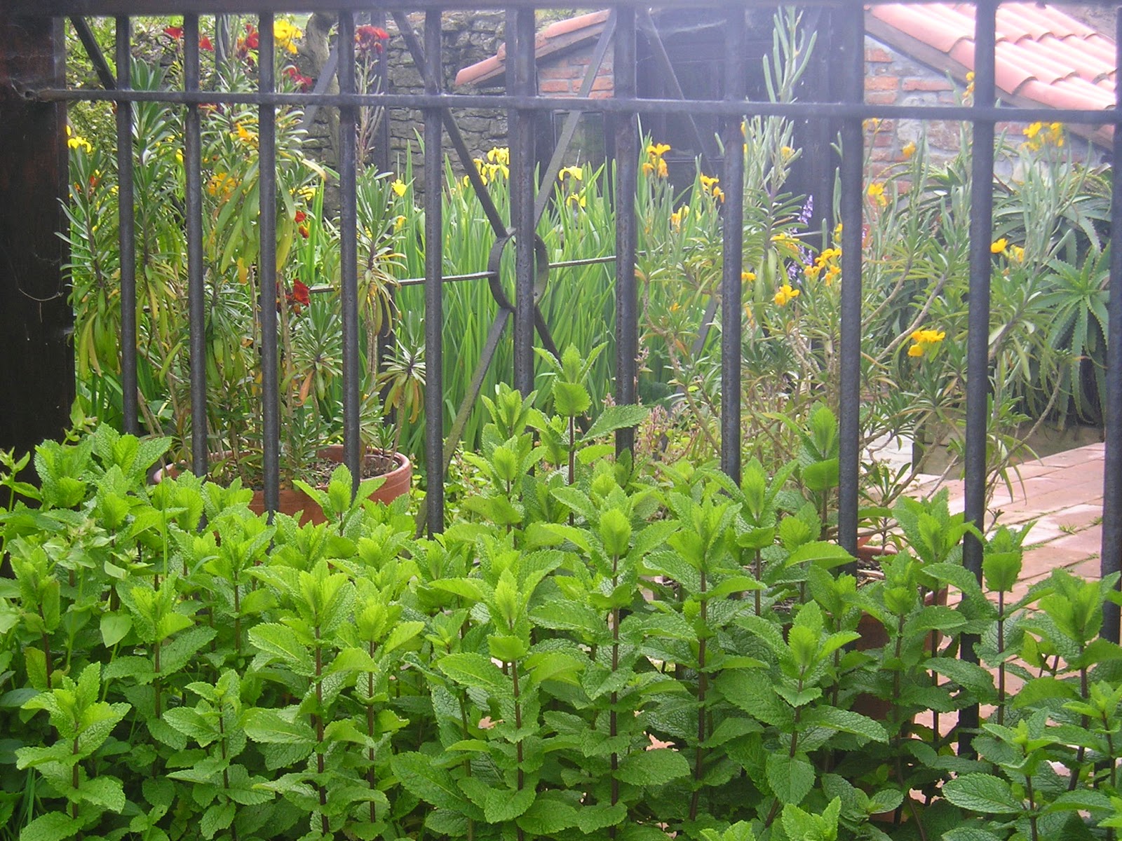 Naturalmente: HIERBABUENA (MENTHA SPICATA)