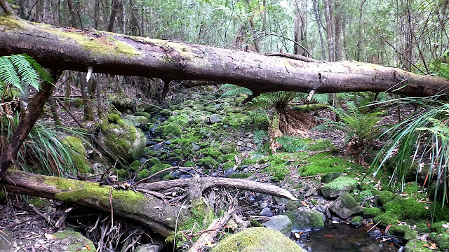 Ramblings: Nierinna Creek Tramway Hill Margate Rivulet 2015