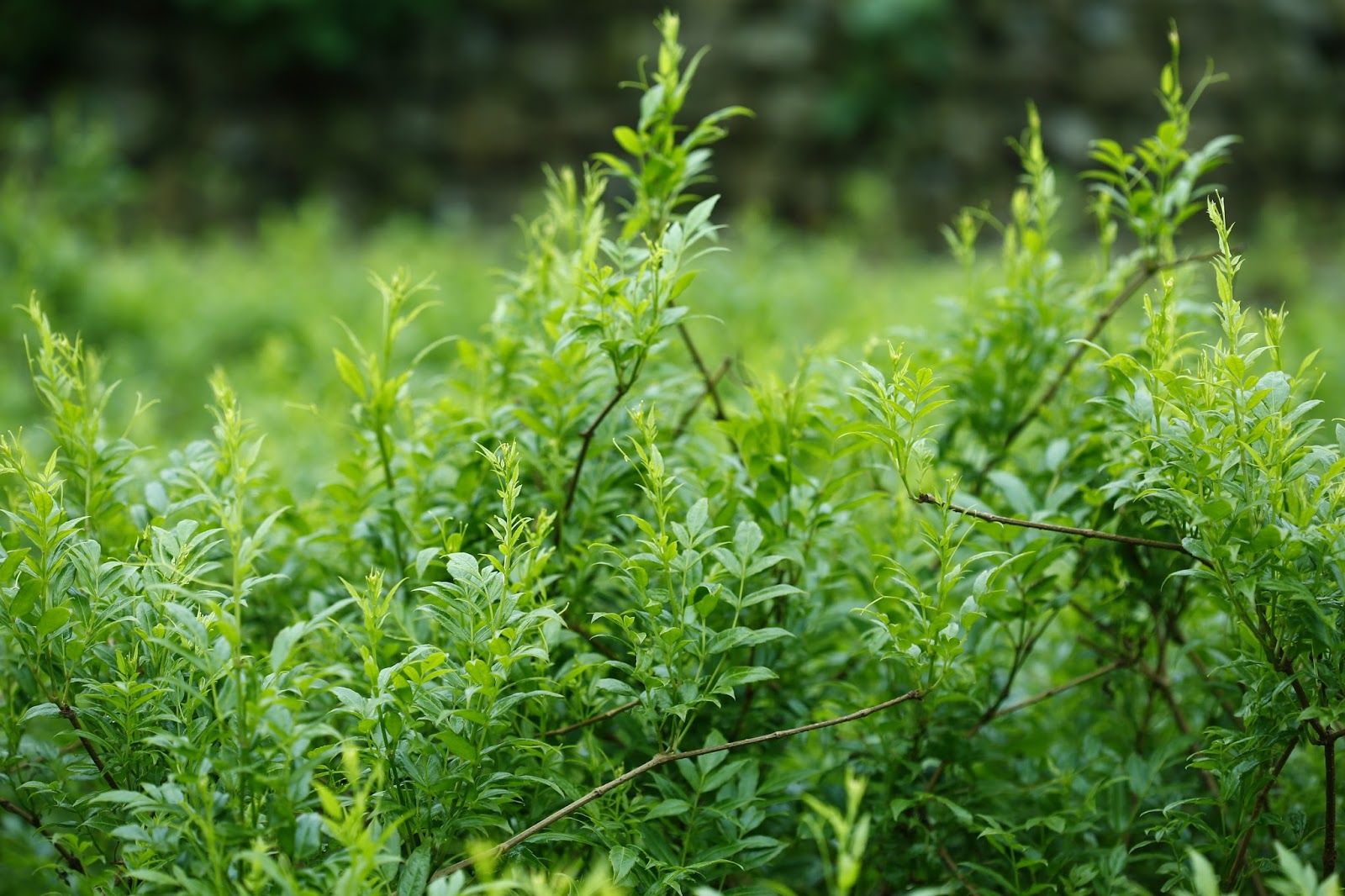 Moyeam Tea-the true way to health care: What is the Ampelopsis ...