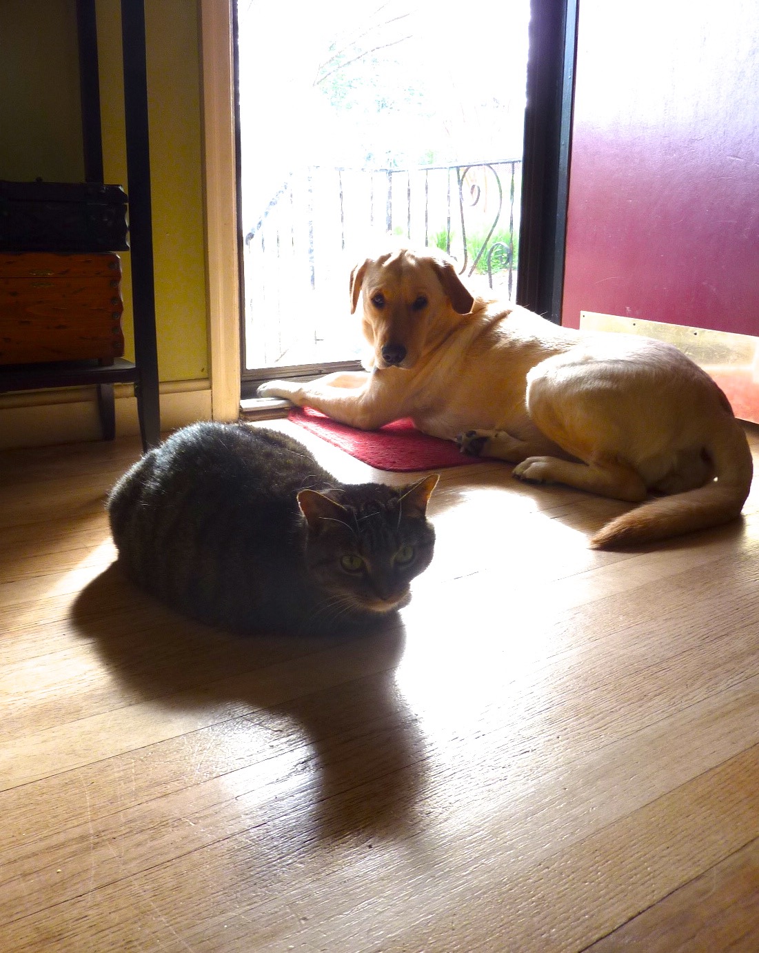 Painting My World: Meet Jennifur the Studio Cat