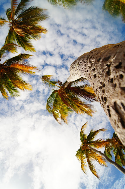 PETITS PARADIS: Anse Michel au Cap Chevalier (Sainte-Anne, Martinique)