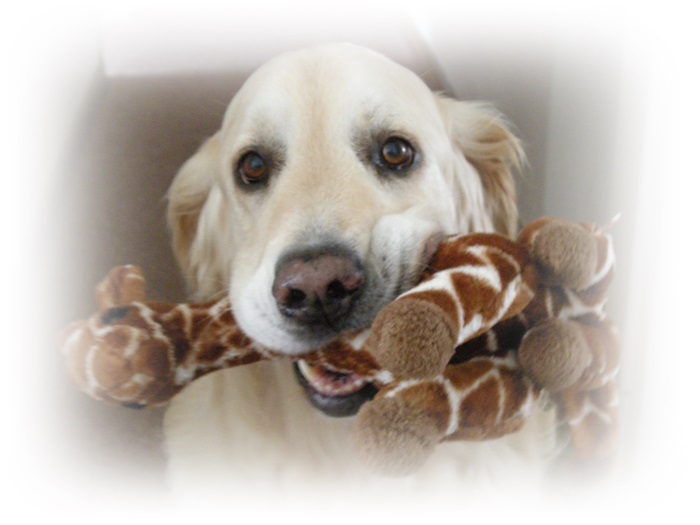 The Adventures of Maxdog in South Africa