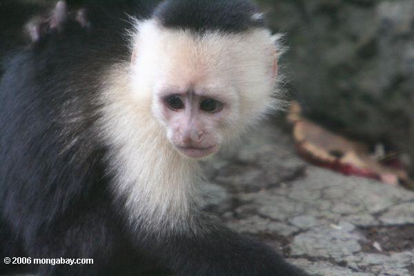 Animals World: white monkey