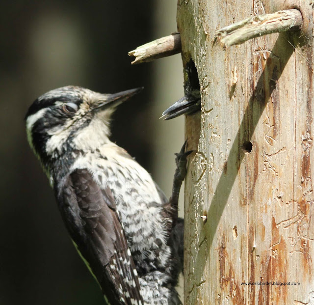 Three-toed Woodpecker | Focusing on Wildlife