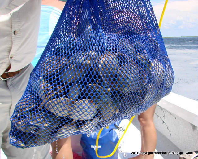 PURE FLORIDA: How To Scallop At Steinhatchee, Florida