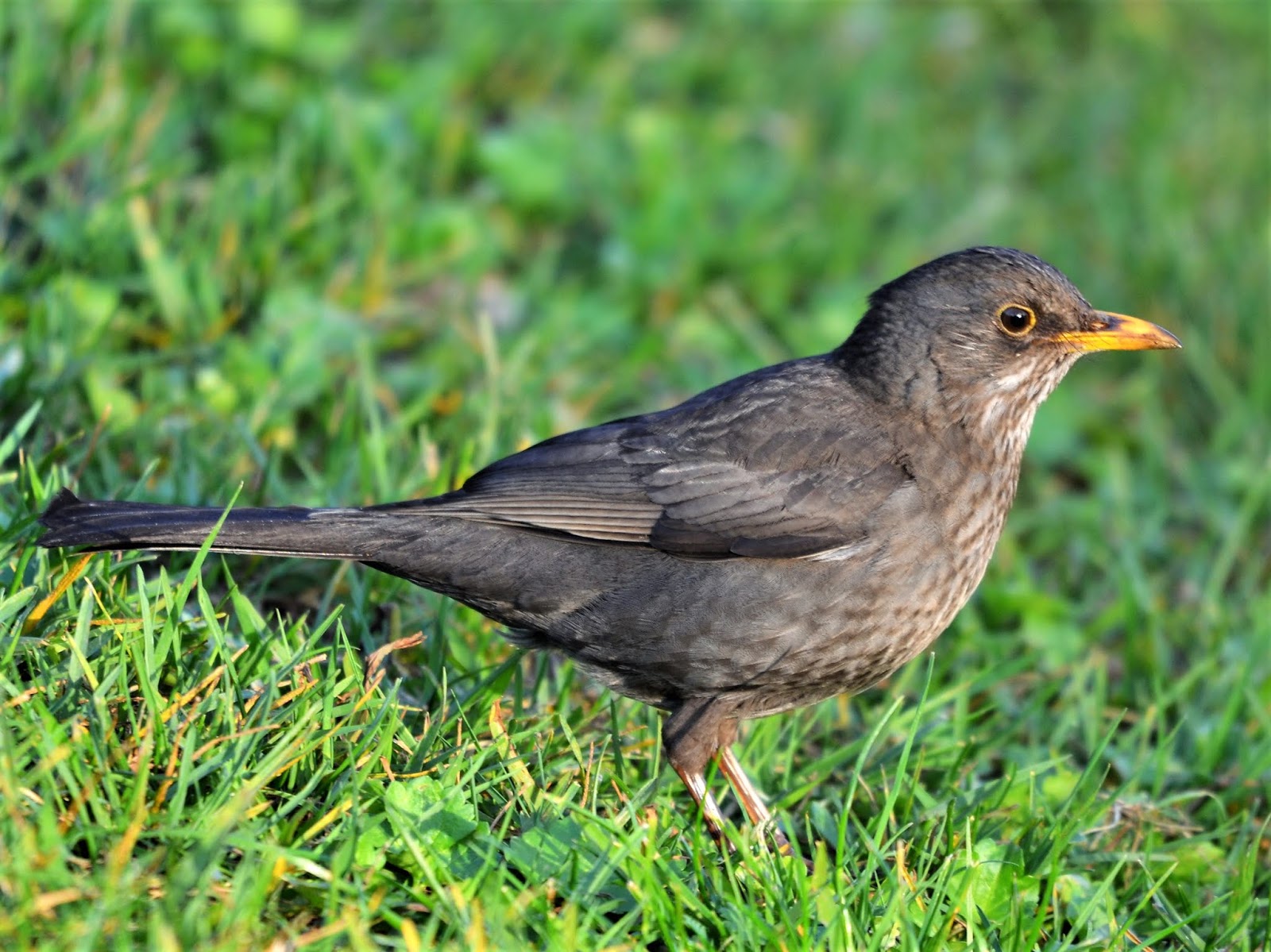 Imagens da vida animal: Melro-preto (Turdus merula) (Fêmea)