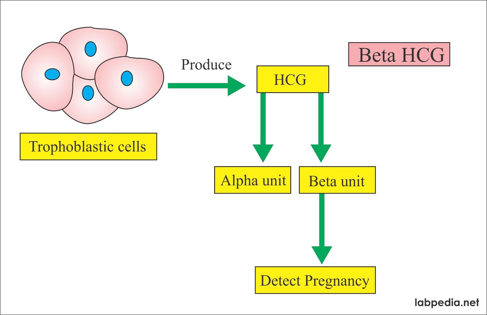 Beta hCG (HUMAN CHORIONIC GONADOTROPIN (hCG) - Microbiology Laboratory ...