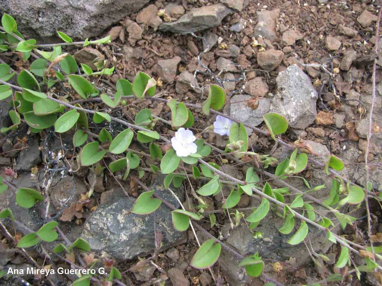 PLANTAS ~ Turismo de Galapagos